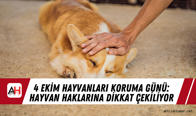 4 Ekim Hayvanları Koruma Günü: Hayvan Haklarına Dikkat Çekiliyor ...